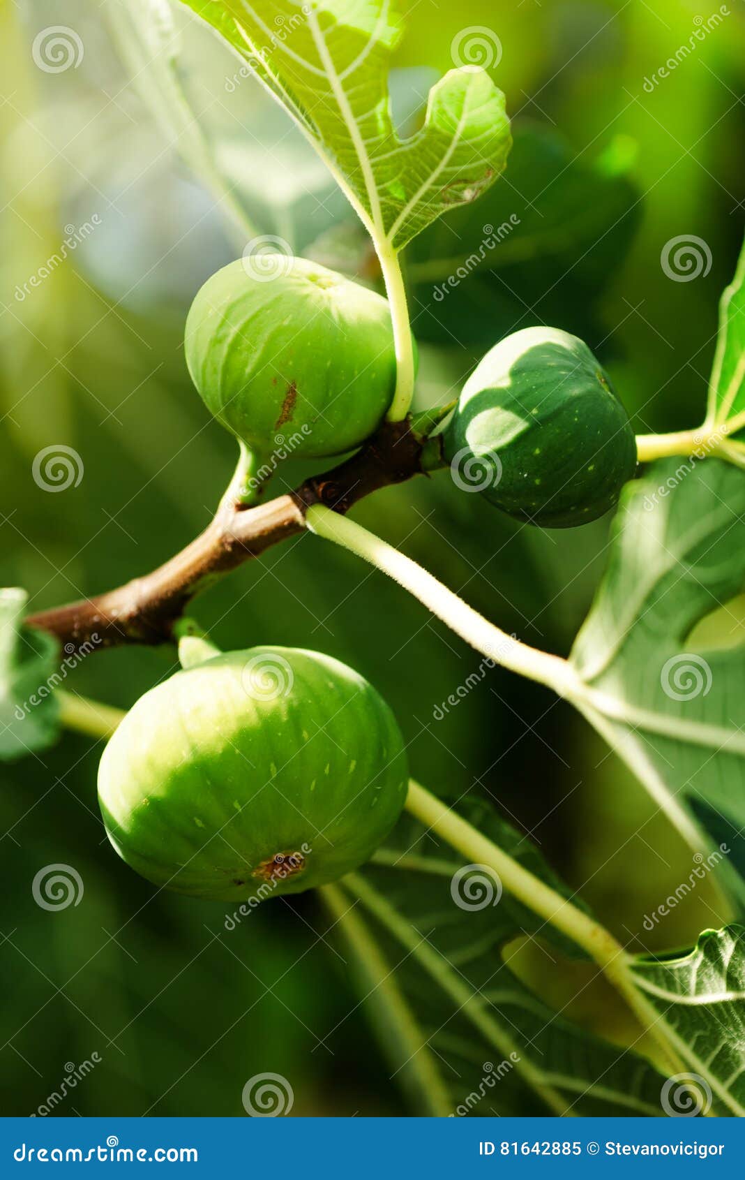 Green Fig Fruit on the Branch Stock Image - Image of fresh, sunlight ...