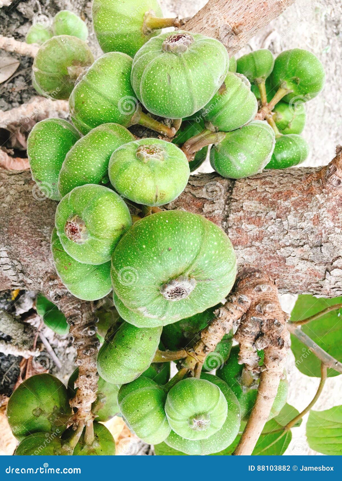 Green Fig Fruit on Tree in Asia Stock Photo - Image of colors, closeup ...