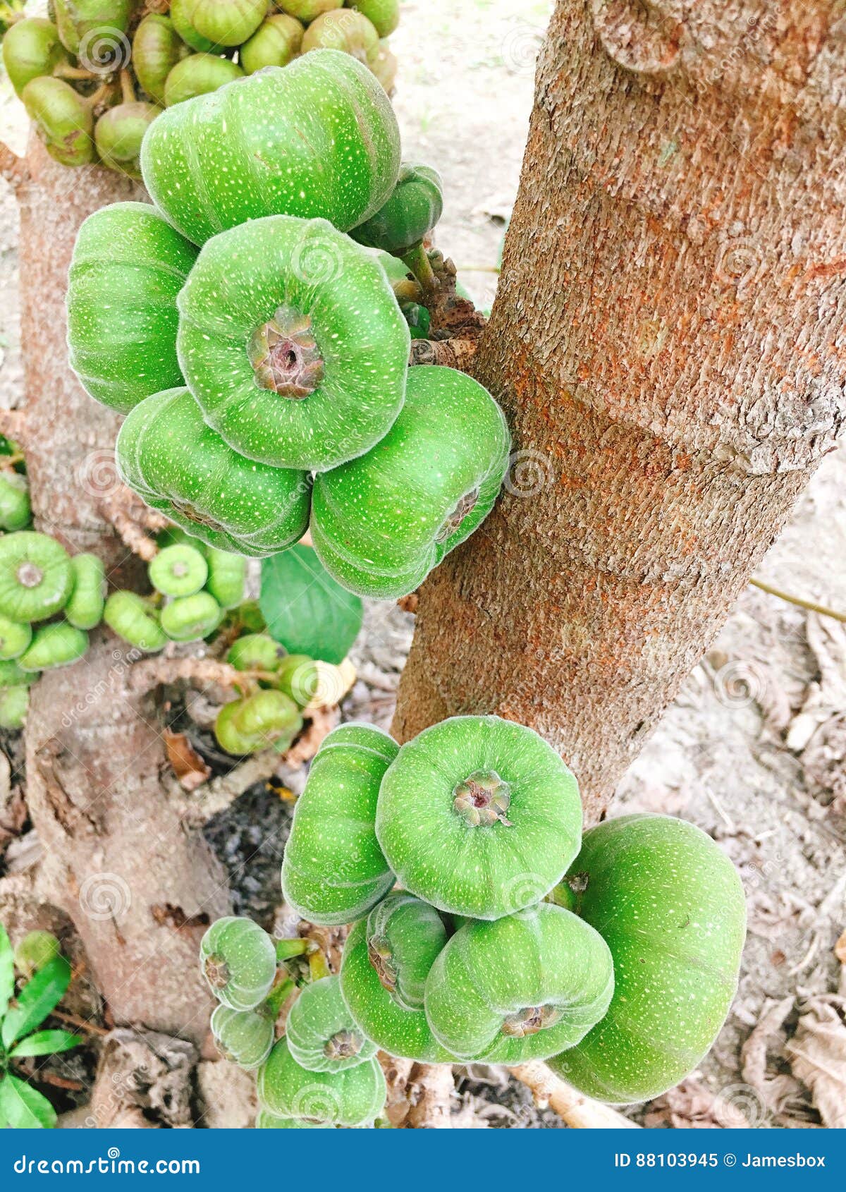 Green Fig Fruit on Tree in Asia Stock Image - Image of close, nature ...