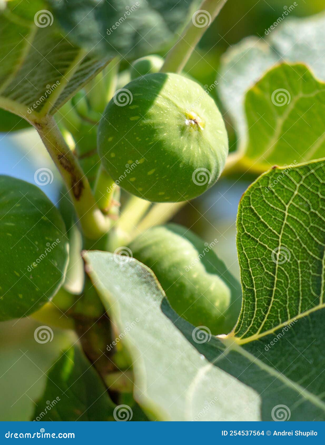 Green Fig Fruits on the Branches of a Tree. Stock Photo - Image of ...