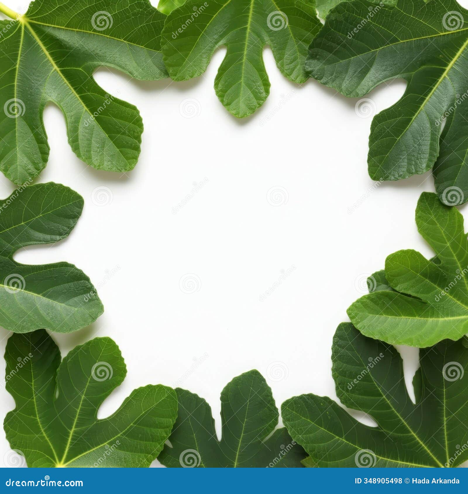Green Fig Leaves Forming a Natural Border on White Background Stock ...