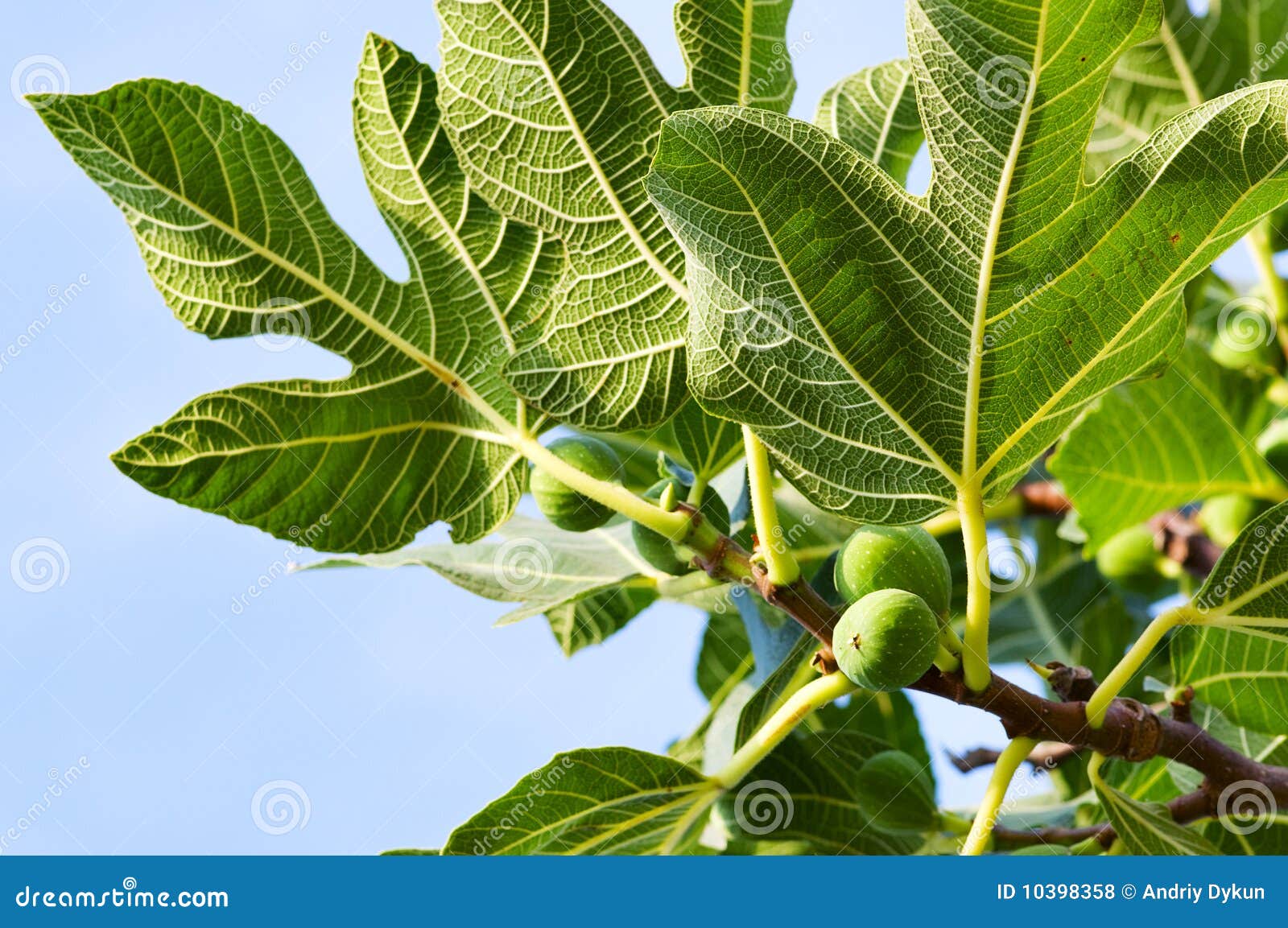 Green fig tree stock photo. Image of blue, food, exotic - 10398358