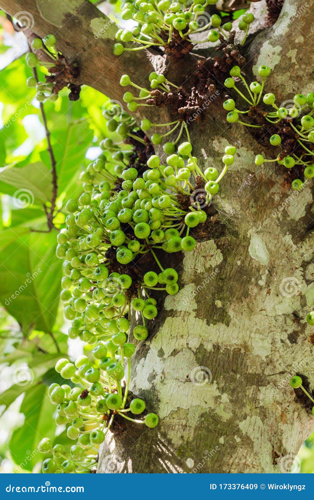 Cluster Fig Tree of Gular Fig Tree Botanical Name is Ficus Racemosa in ...