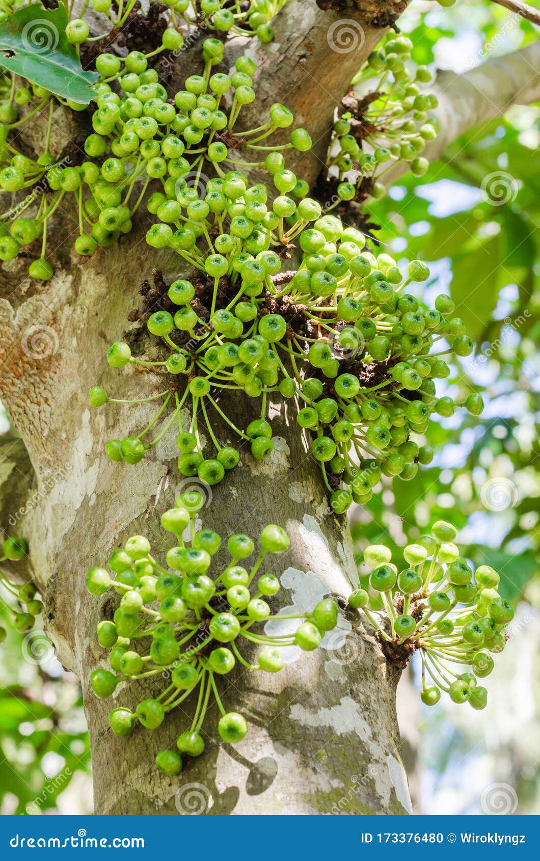 Cluster Fig Tree of Gular Fig Tree Botanical Name is Ficus Racemosa in ...