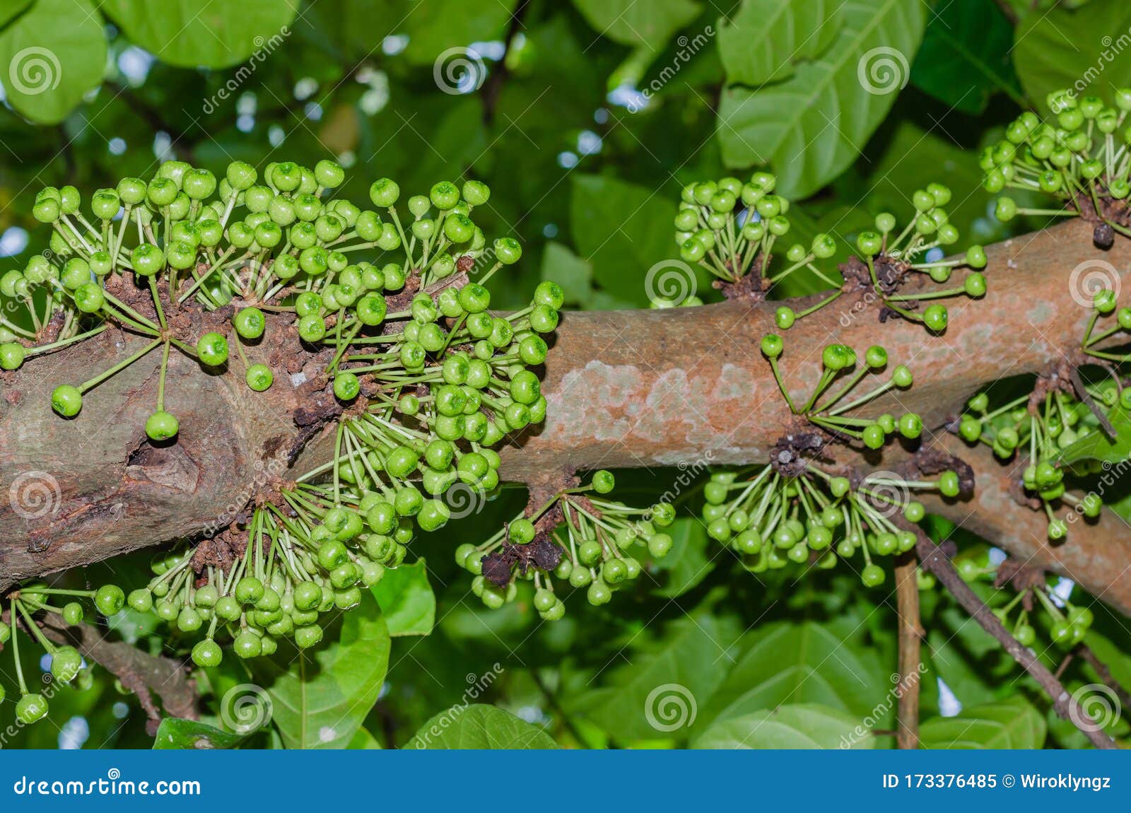 Cluster Fig Tree of Gular Fig Tree Botanical Name is Ficus Racemosa in ...
