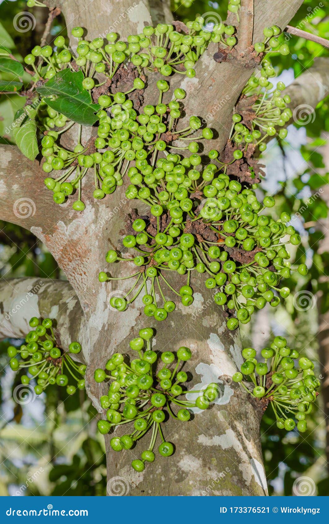 Cluster Fig Tree of Gular Fig Tree Botanical Name is Ficus Racemosa in ...