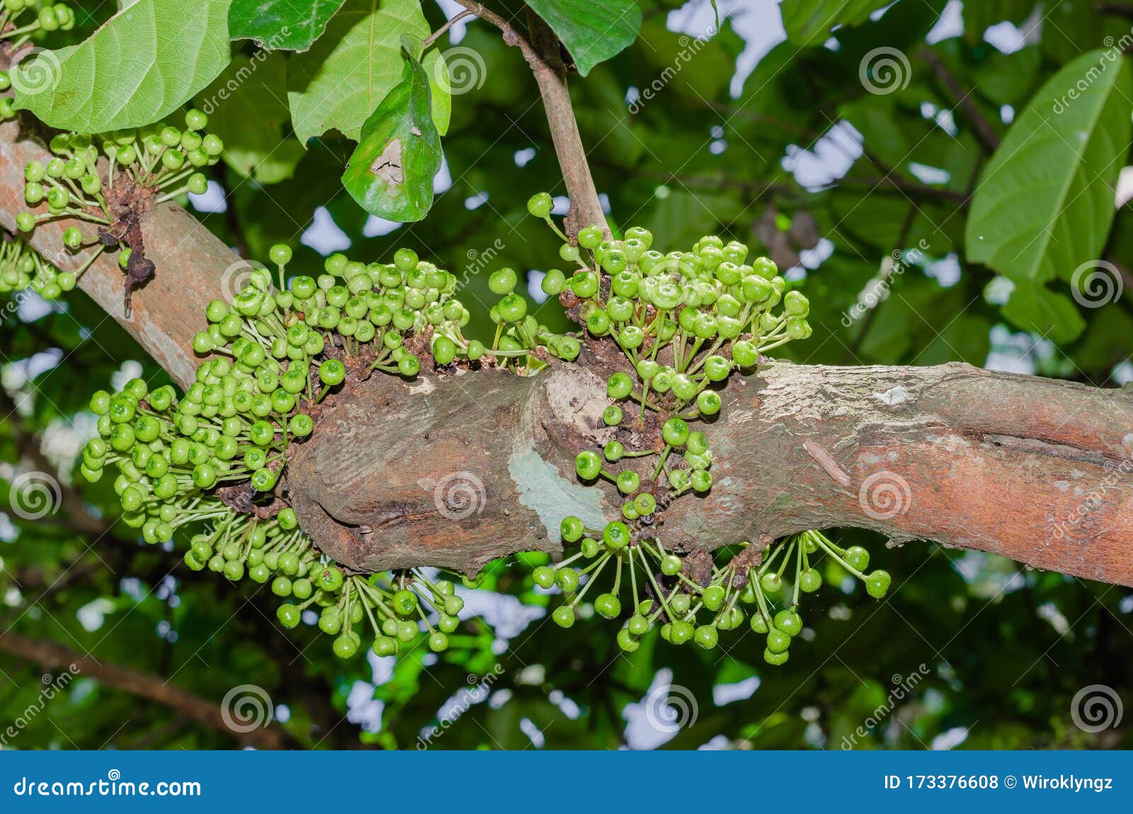 Ficus Racemosa Syn. Ficus Glomerata Roxb. Is A Species Of Plant In The ...
