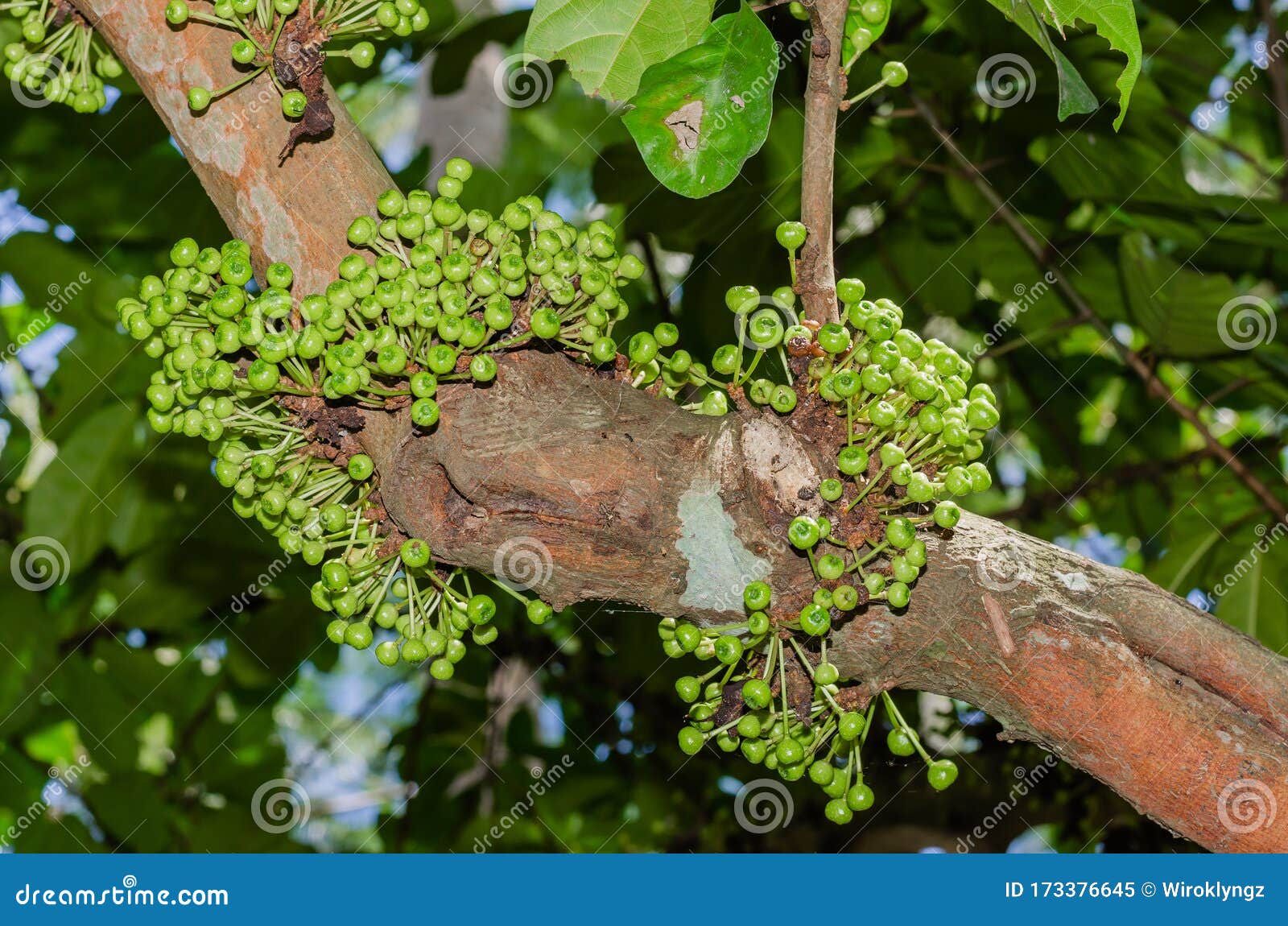 Cluster Fig Tree of Gular Fig Tree Botanical Name is Ficus Racemosa in ...