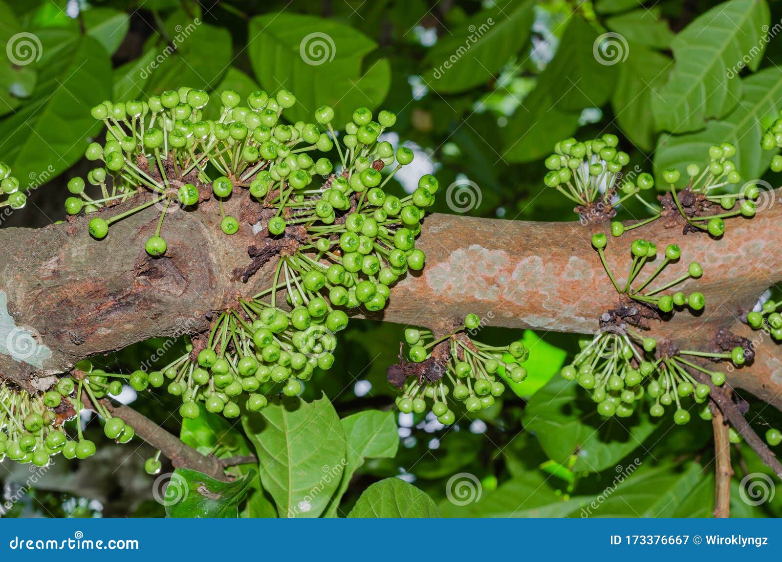 Cluster Fig Tree of Gular Fig Tree Botanical Name is Ficus Racemosa in ...