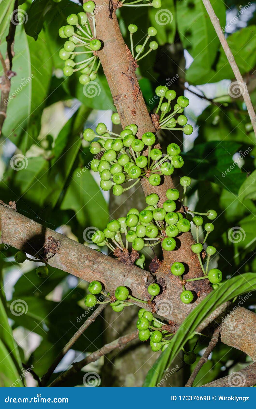 Cluster Fig Tree of Gular Fig Tree Botanical Name is Ficus Racemosa in ...