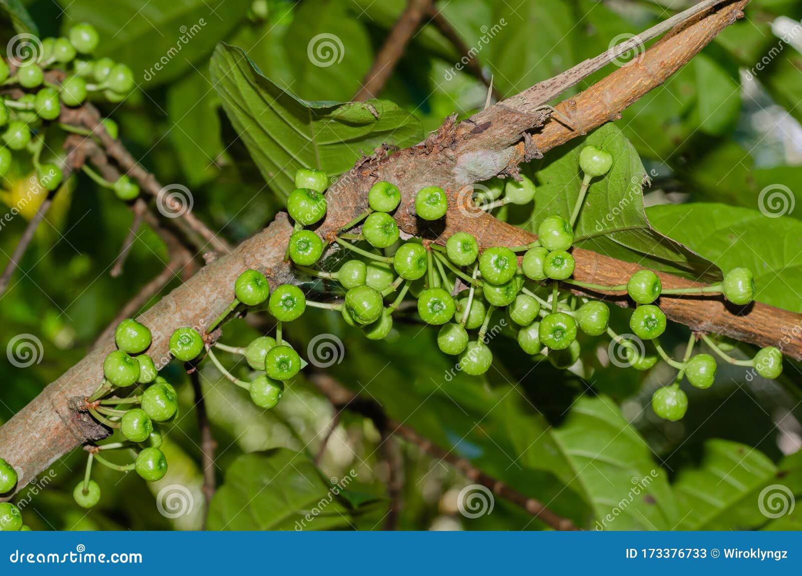Cluster Fig Tree of Gular Fig Tree Botanical Name is Ficus Racemosa in ...