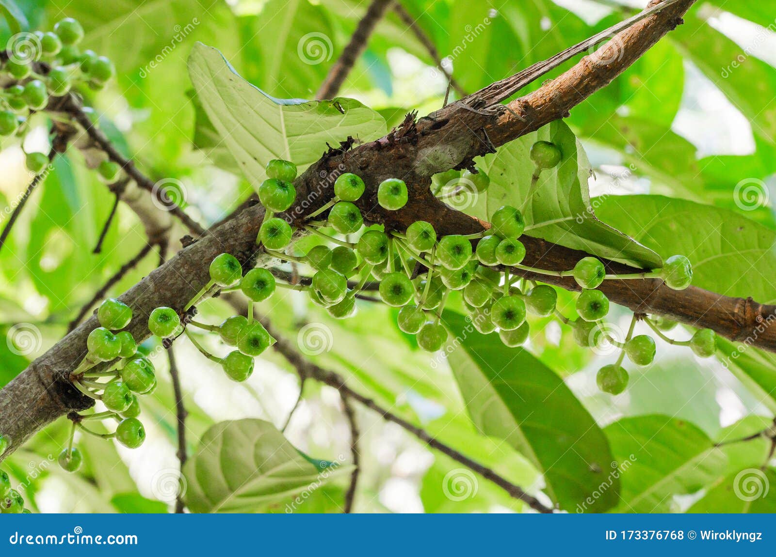 Cluster Fig Tree of Gular Fig Tree Botanical Name is Ficus Racemosa in ...