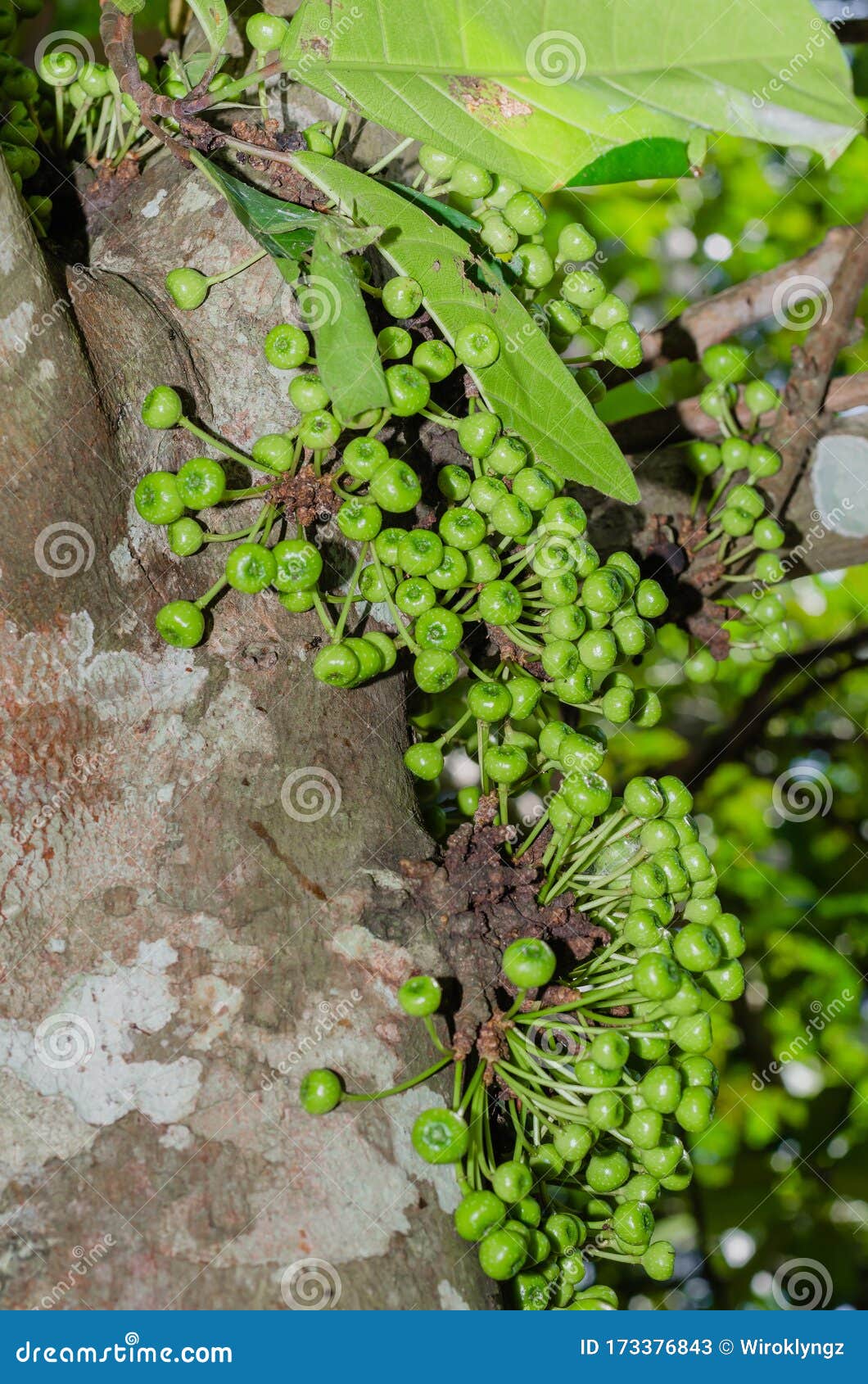 Cluster Fig Tree of Gular Fig Tree Botanical Name is Ficus Racemosa in ...