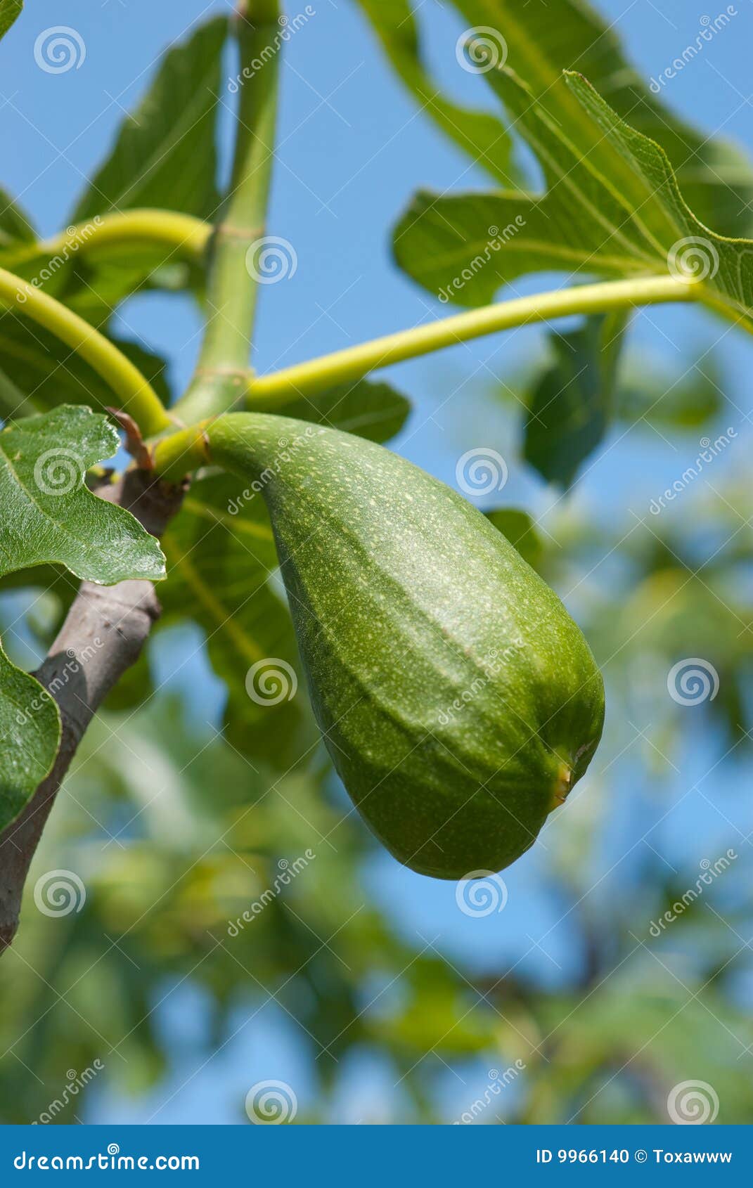 Green fig on a tree stock photo. Image of freshness, sunlight - 9966140