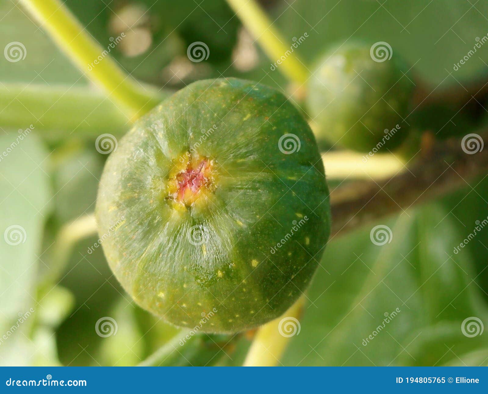 Green Fig Tree Branch, Macro Stock Image - Image of natural, season ...