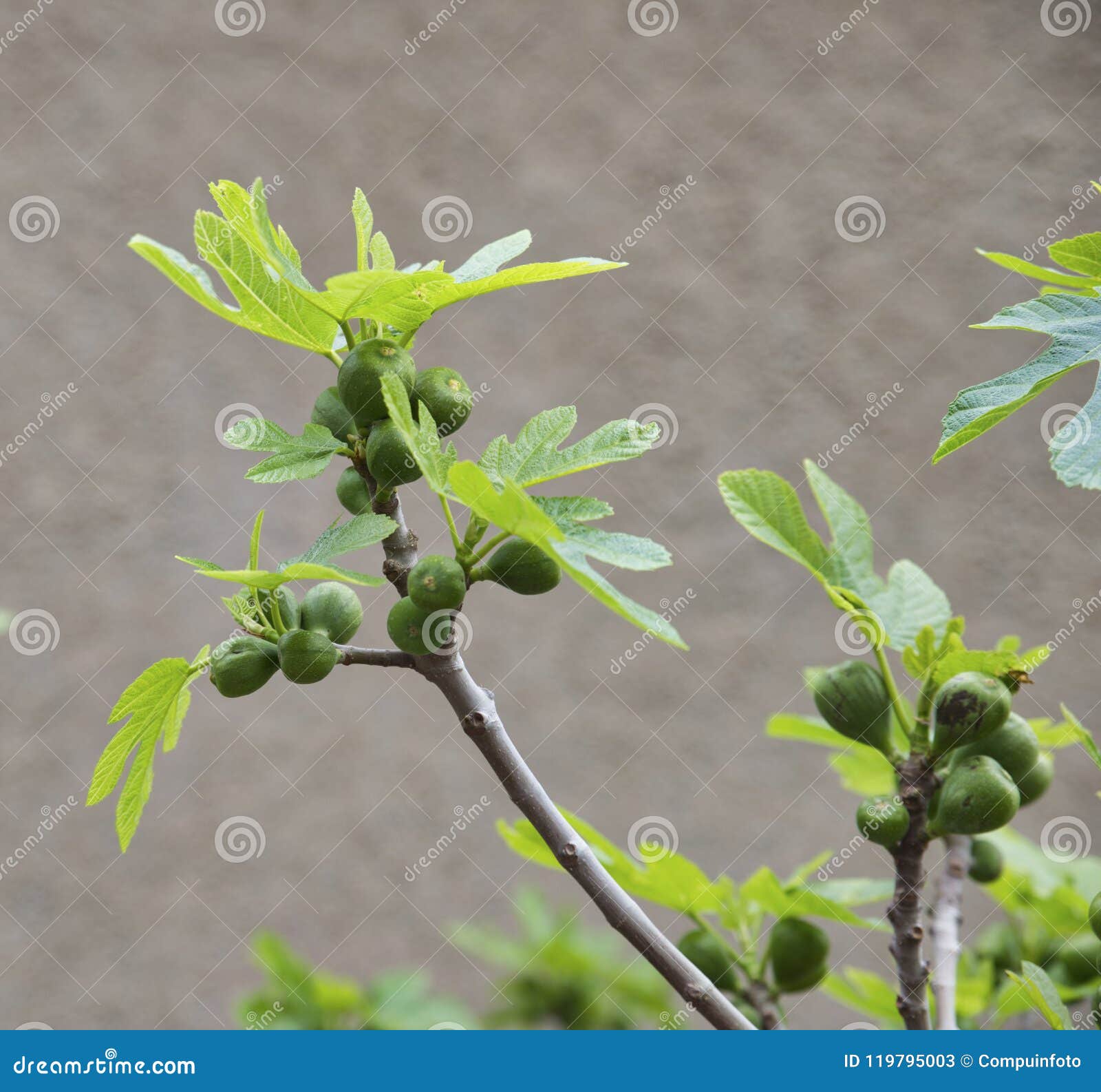 Green fig tree with fruit stock image. Image of fruit - 119795003