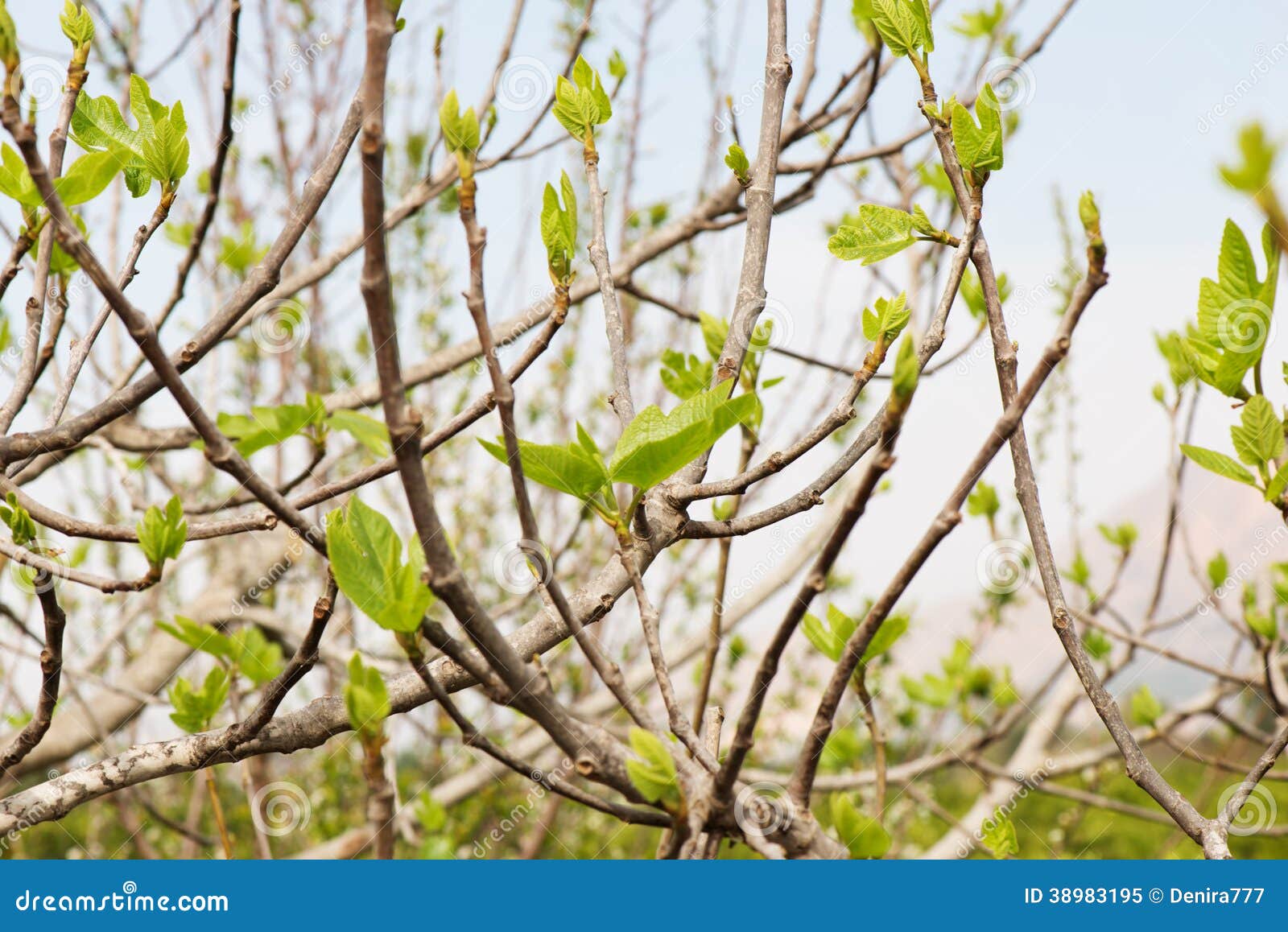 Green fig-tree leaves stock image. Image of stem, higo - 38983195