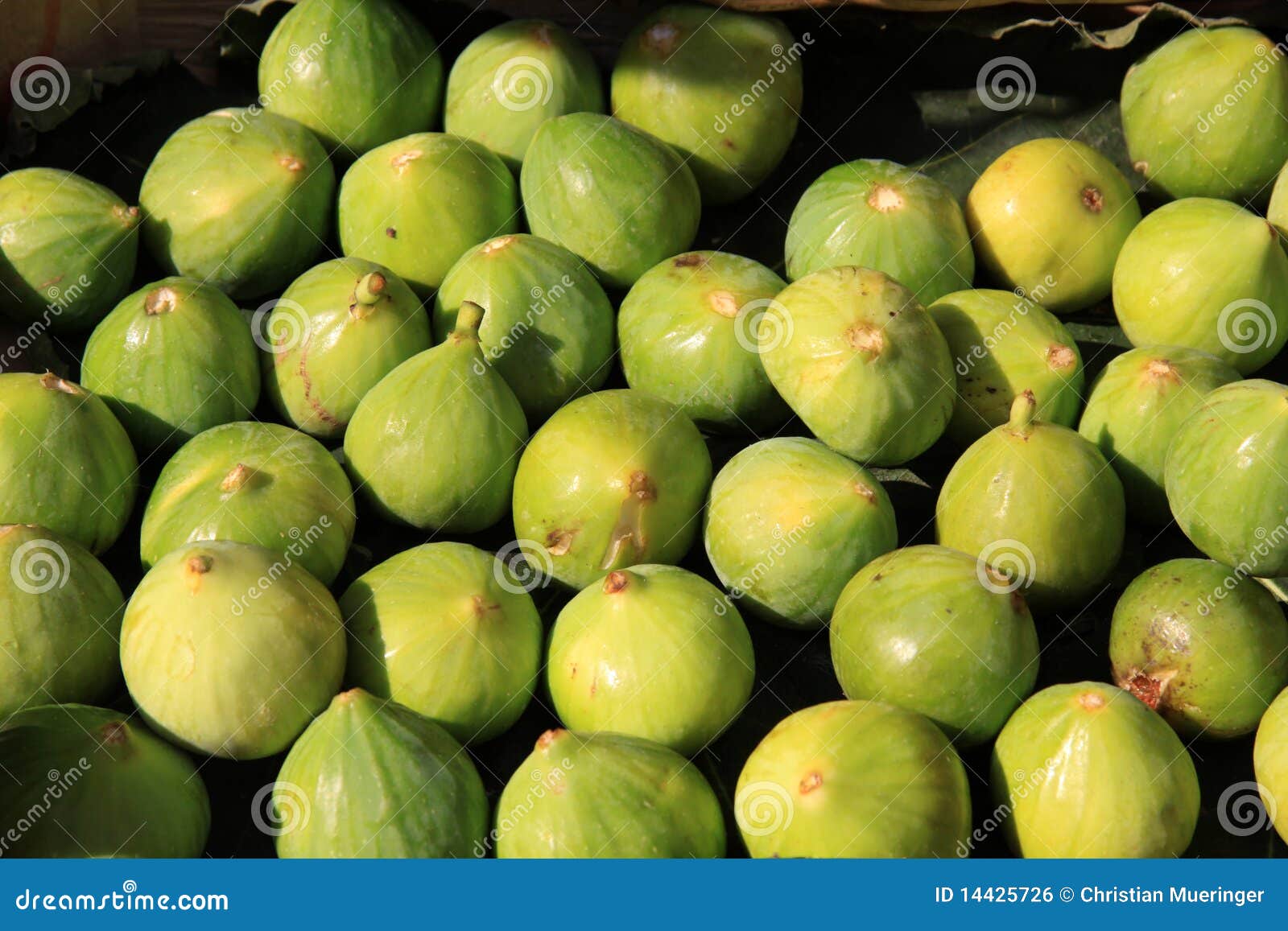 Green Raw Figs On Fig Tree, Indian Fig Tree Or Goolar Gular Fig Stock ...