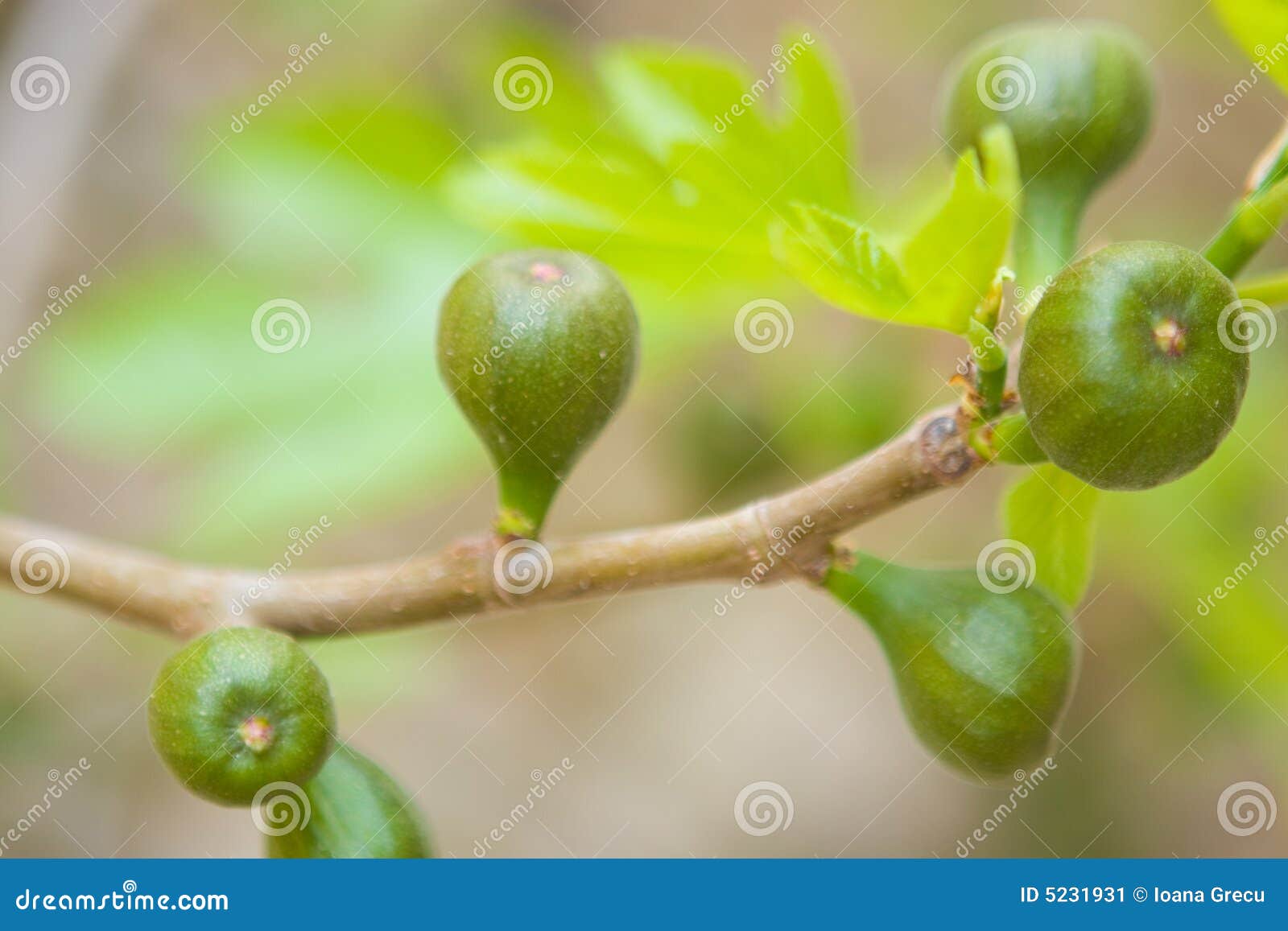Green Raw Figs On Fig Tree, Indian Fig Tree Or Goolar Gular Fig Stock ...