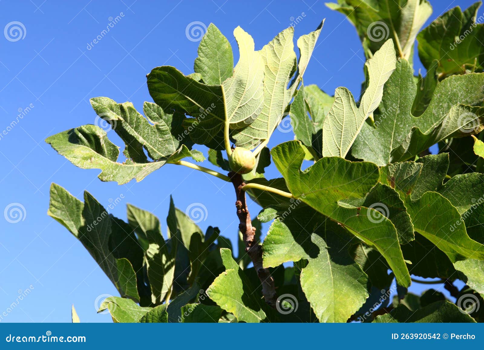 Green figs on branches stock photo. Image of summer - 263920542