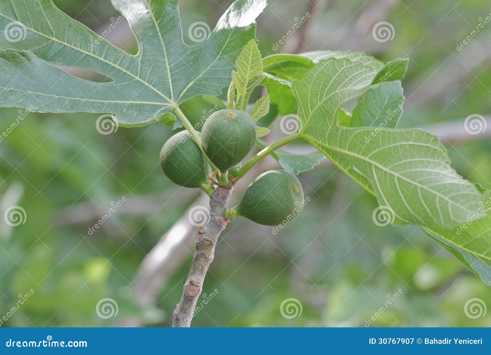 Green Figs stock image. Image of green, nature, fruit - 30767907