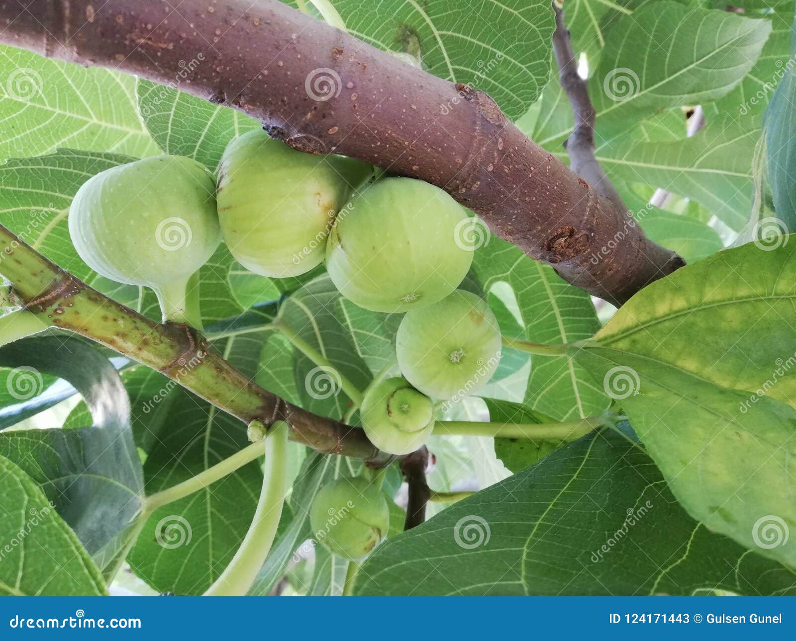 Green figs on the fig tree stock image. Image of flower - 124171443