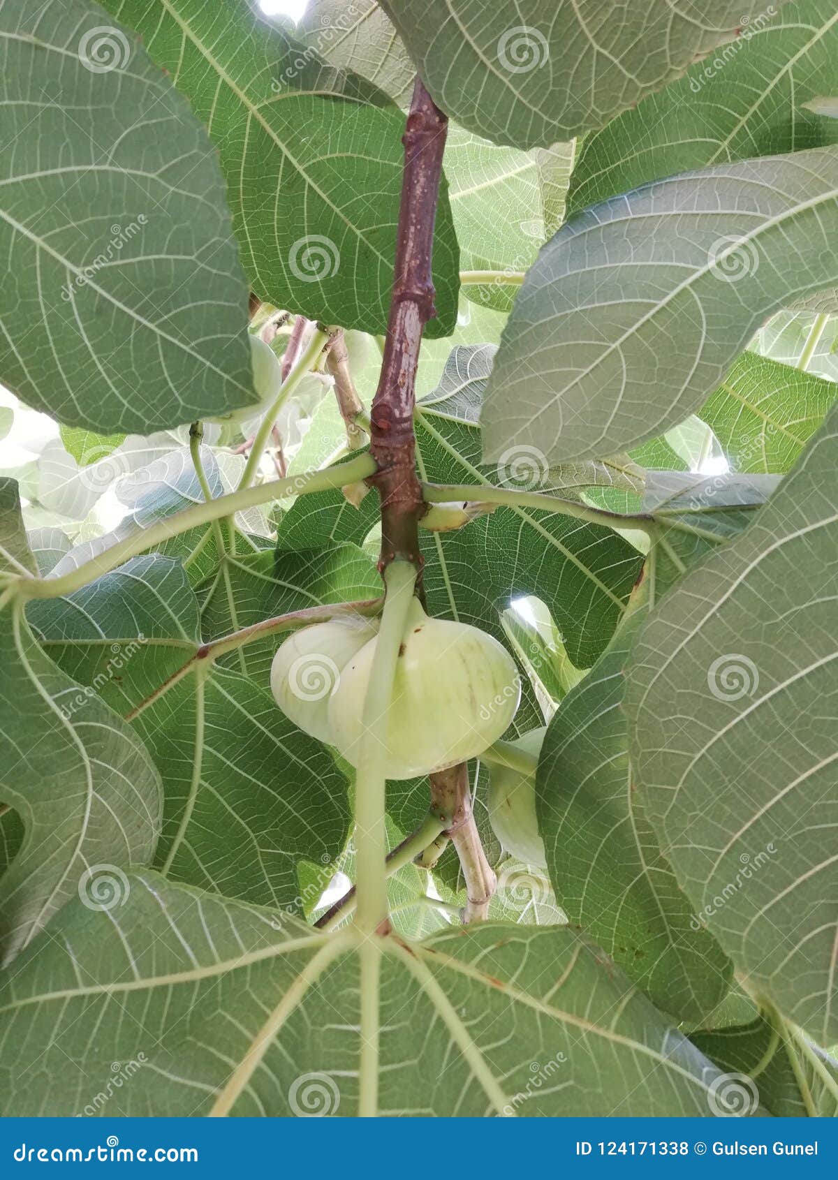 Green figs on the fig tree stock photo. Image of tropical - 124171338