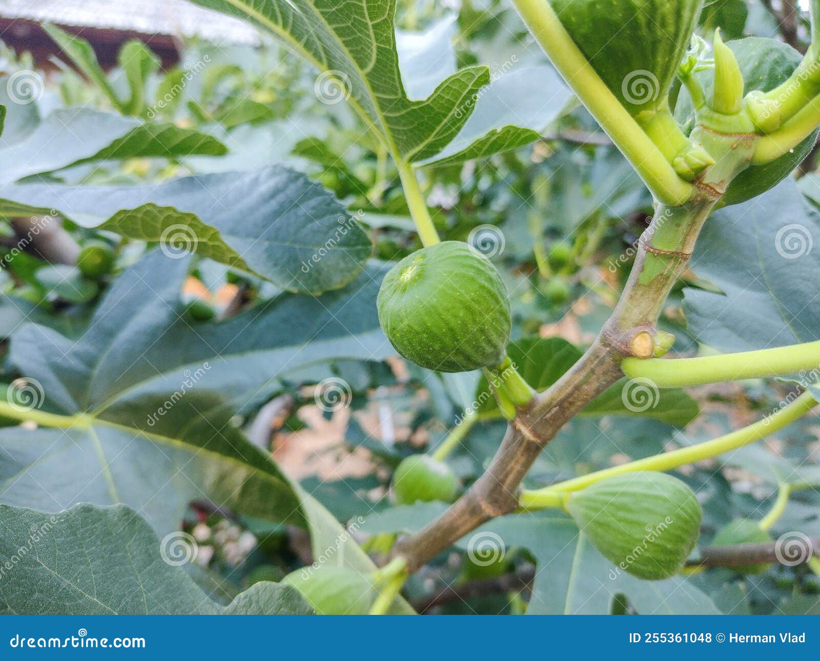 Green Figs in the Fig Tree in Summer. Closeup Fig Stock Photo - Image ...