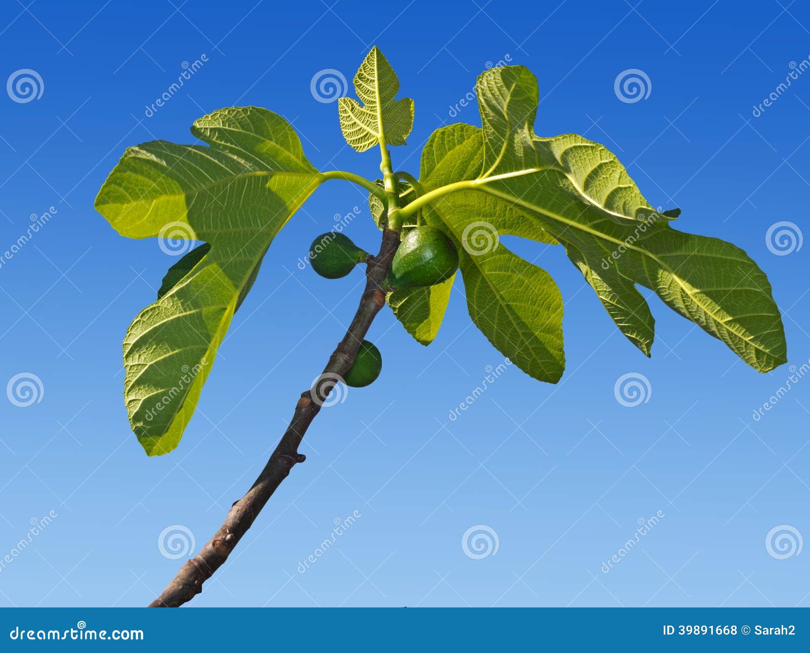 Green Figs Growing on the Tree. Early Spring. Stock Photo - Image of ...