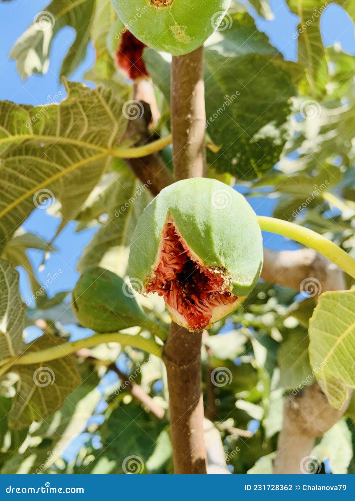 Green Figs Ripe with Leaves on the Tree Stock Photo - Image of tasteful ...
