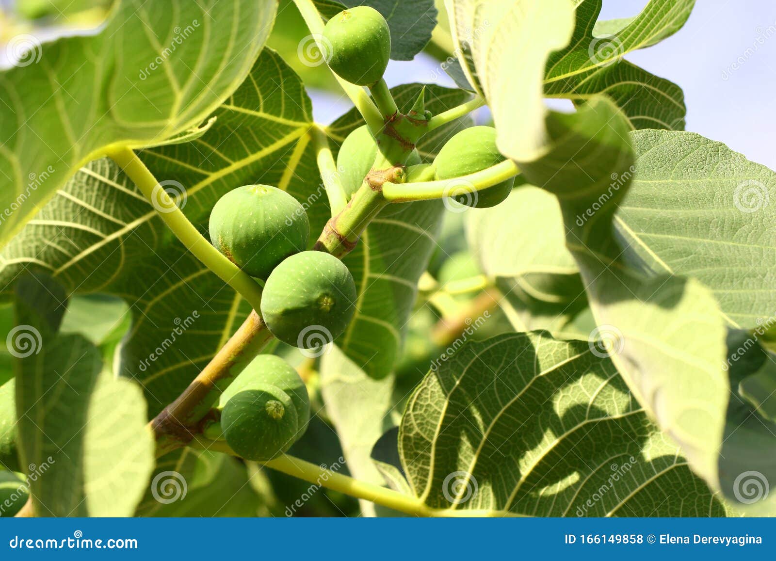 Green Figs Ripen on a Tree Branch among the Leaves Stock Photo - Image ...