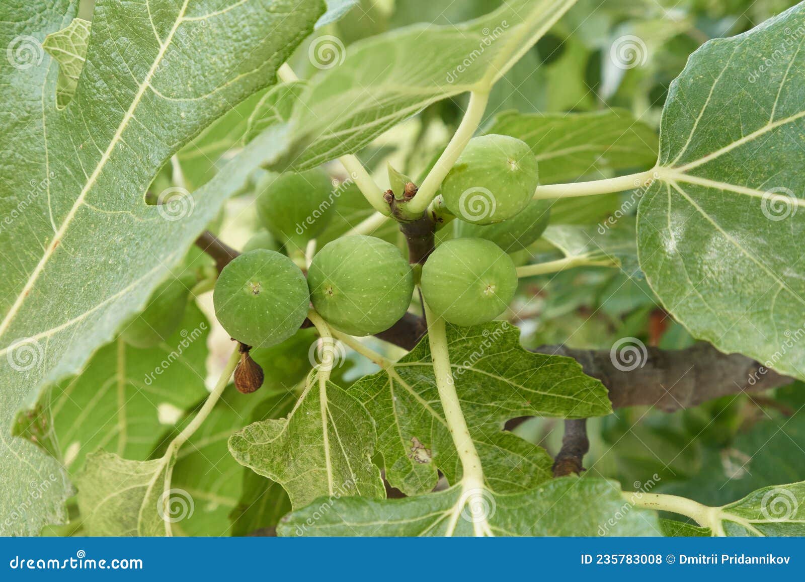 Green Figs Ripen on the Tree, Close-up Stock Photo - Image of delicious ...