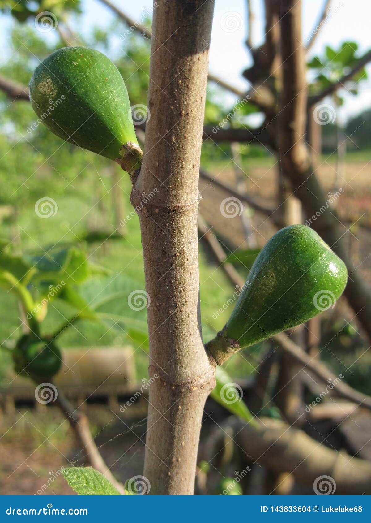 Green Figs Ripening on a Fig Tree Branch in Spring Stock Photo - Image ...