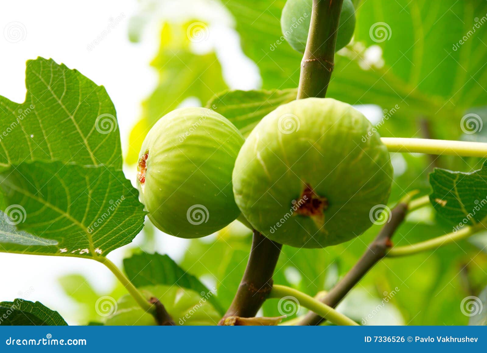 Green figs on the tree. stock photo. Image of leaves, branch - 7336526