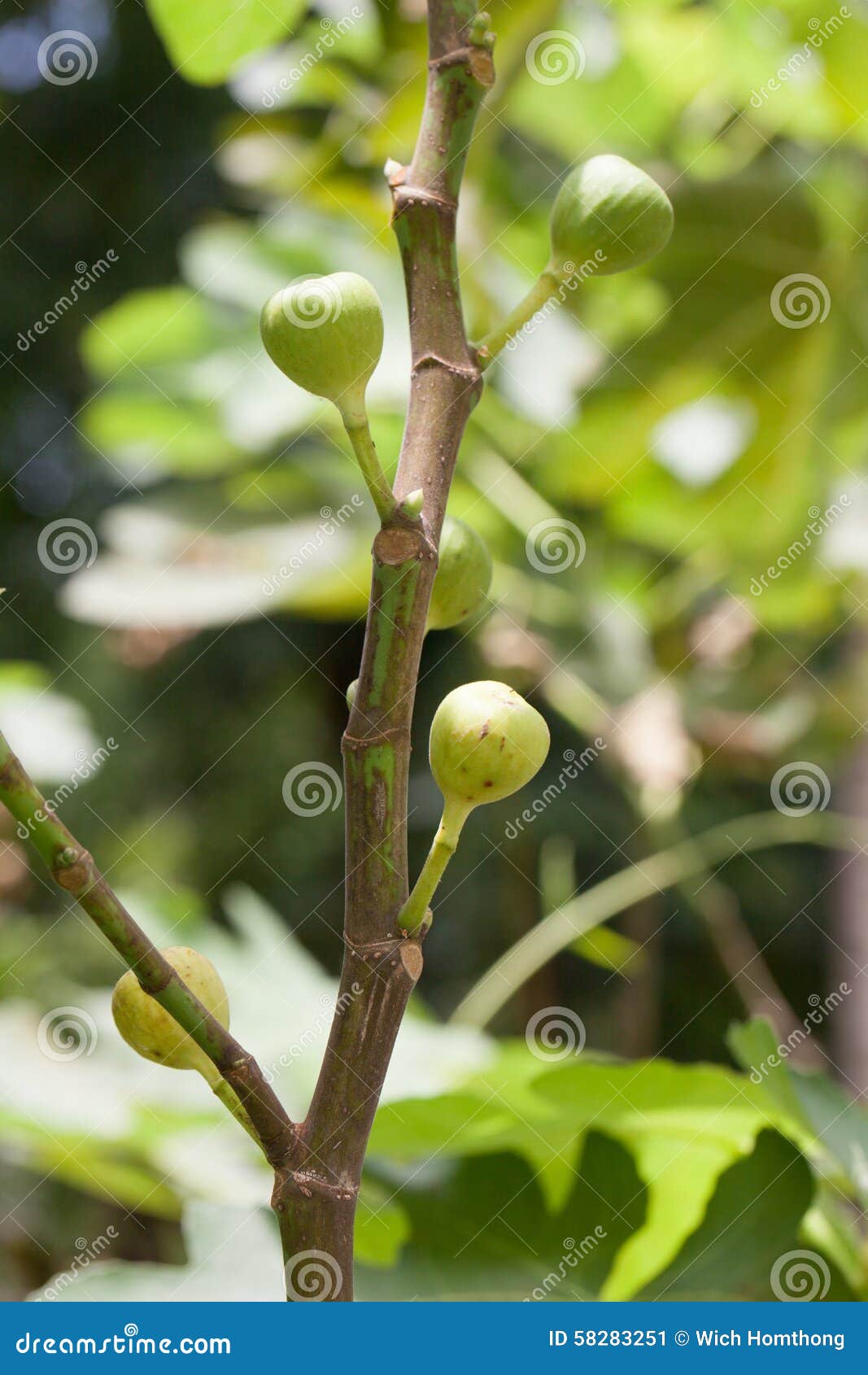 Green figs tree stock image. Image of grow, tree, branch - 58283251