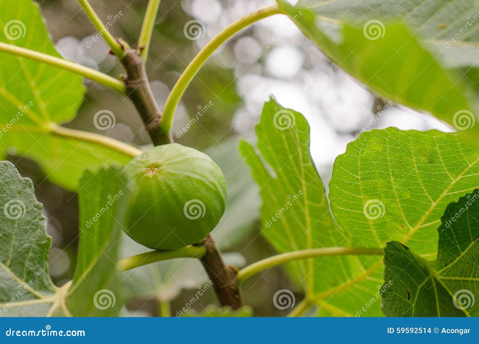 Green figs on the tree. stock photo. Image of ripe, figs - 59592514