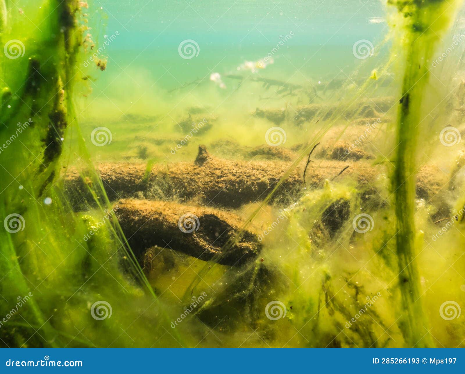 Green Filamentous Algae Tangled on Branches Stock Image - Image of ...