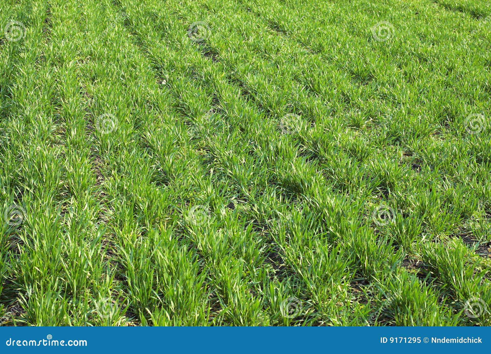 Green filed stock image. Image of needle, rural, weather - 9171295