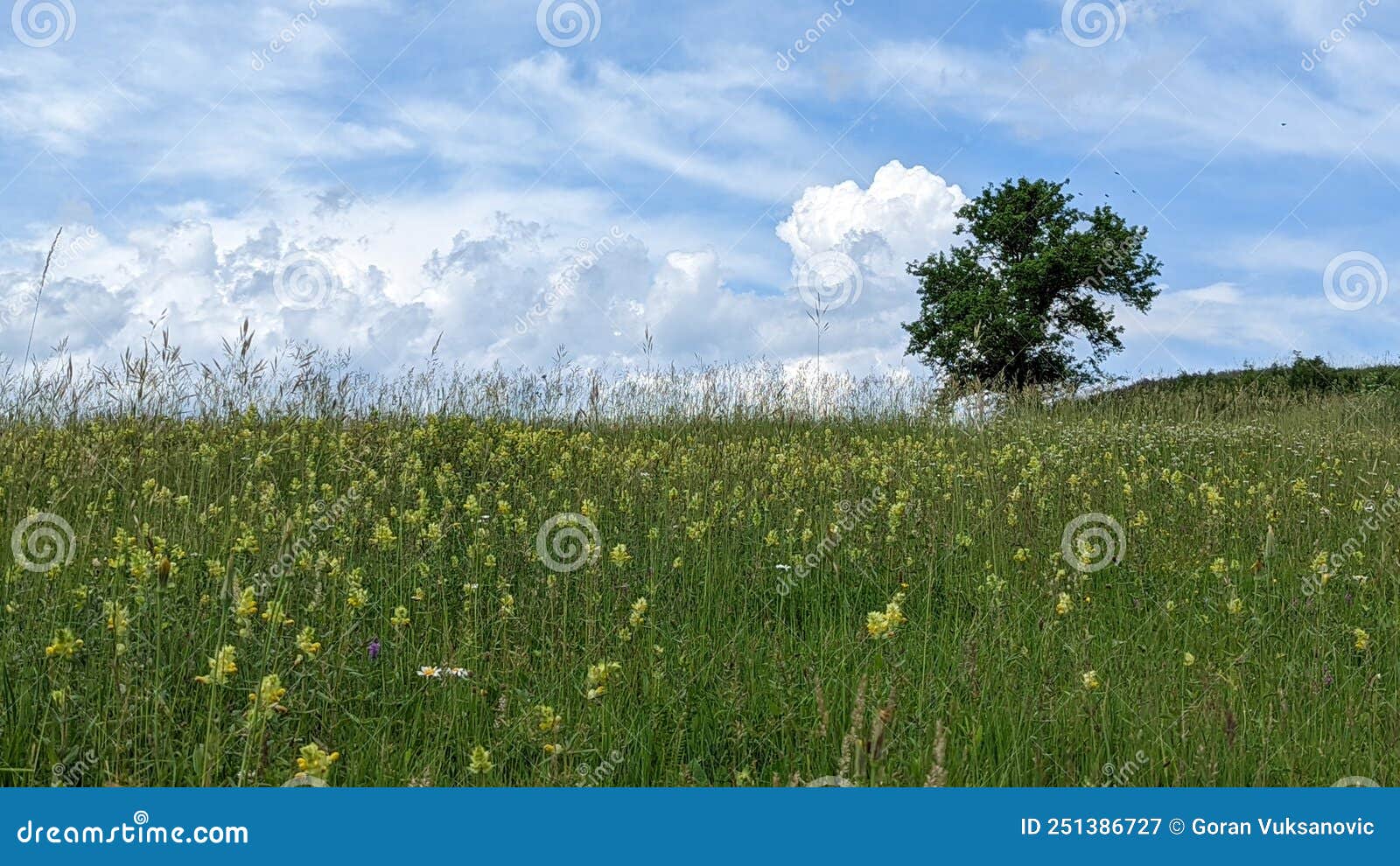 Green fileds of wild. stock image. Image of field, nature - 251386727