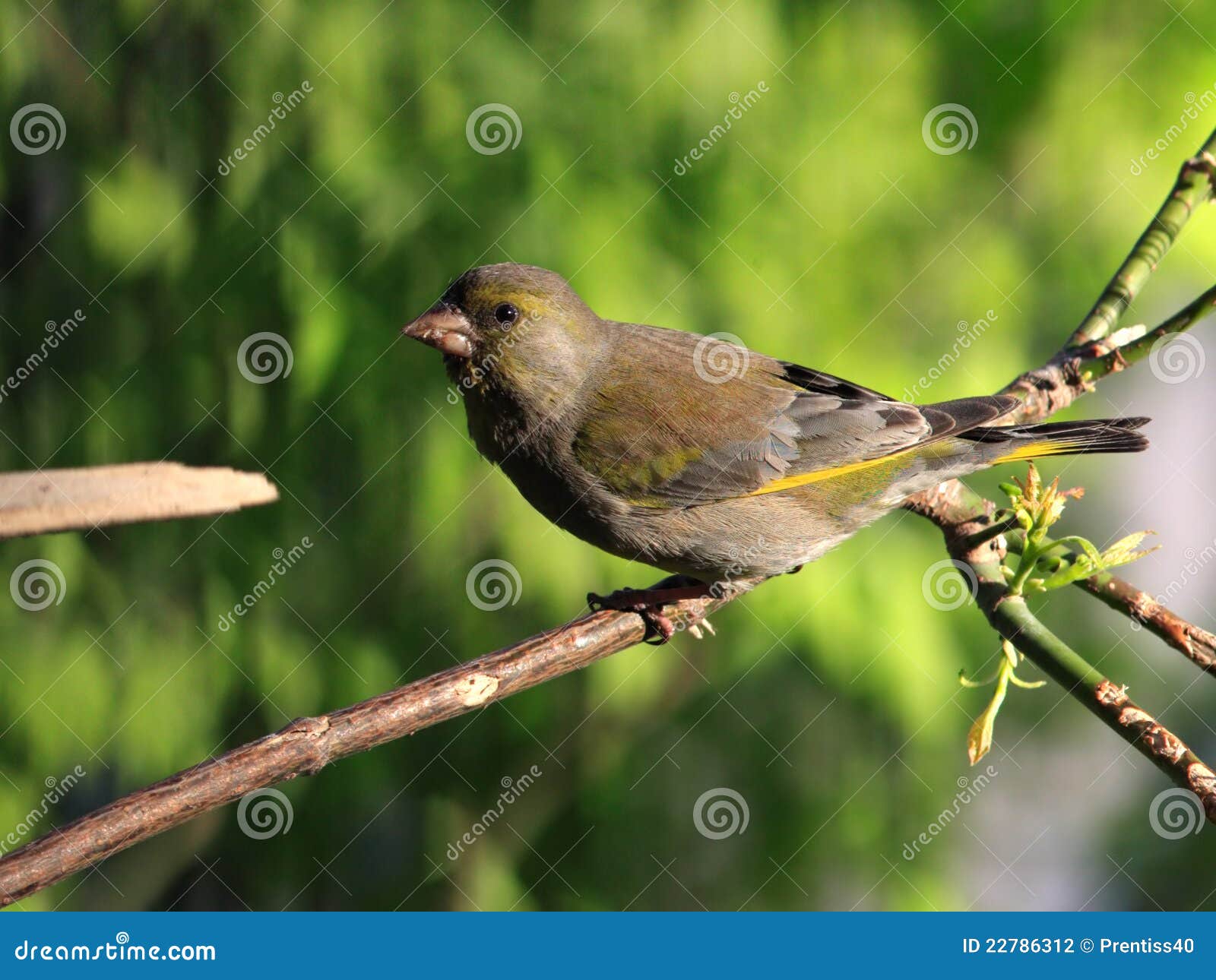 Green-finch stock photo. Image of looking, portrait, bird - 22786312