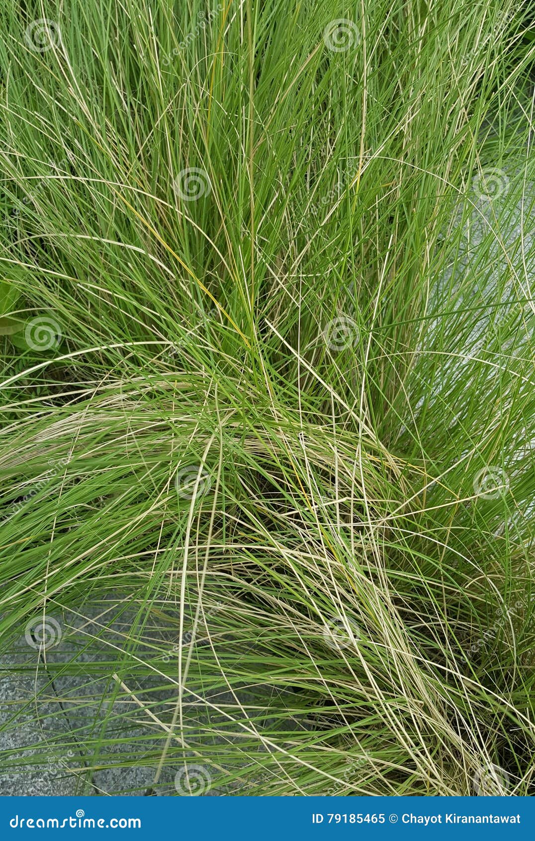 Green fine plant leaves stock image. Image of lines, texture - 79185465