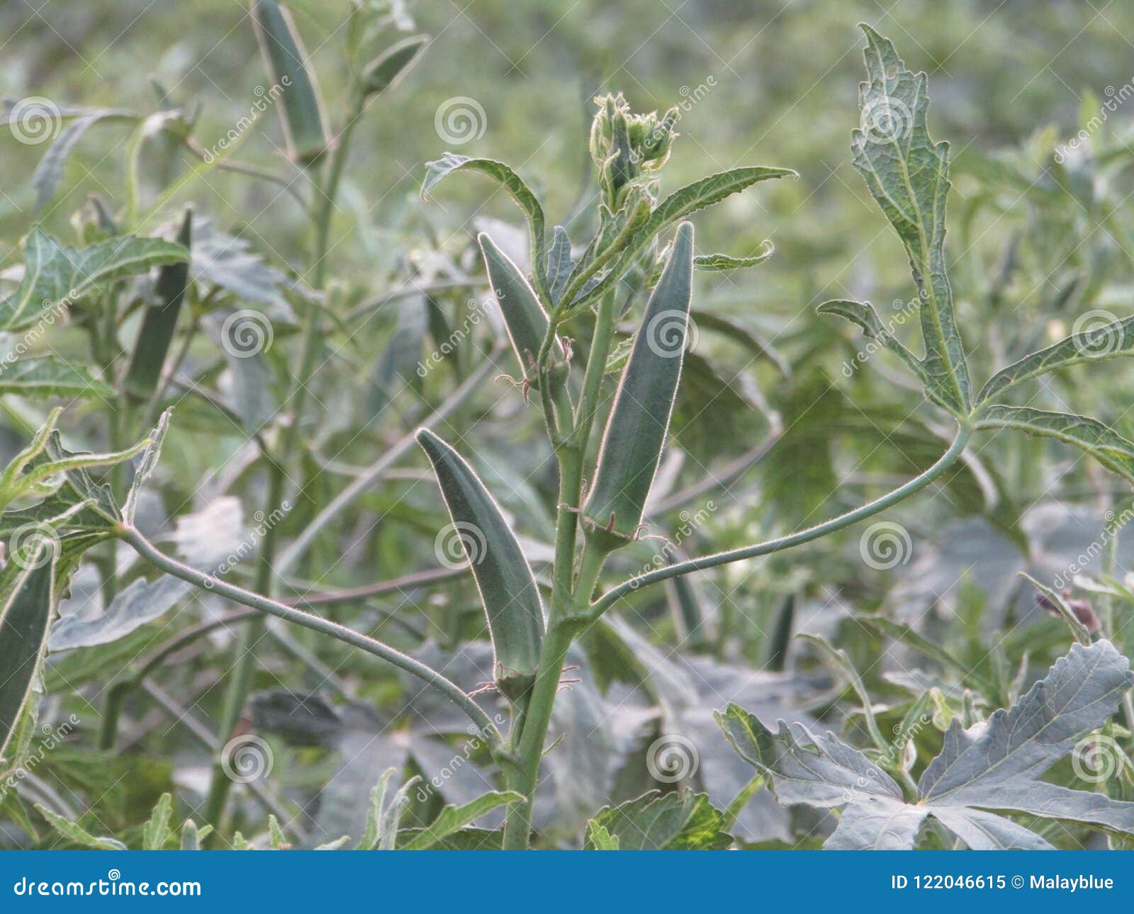 Green Finger stock image. Image of natural, green, finger - 122046615