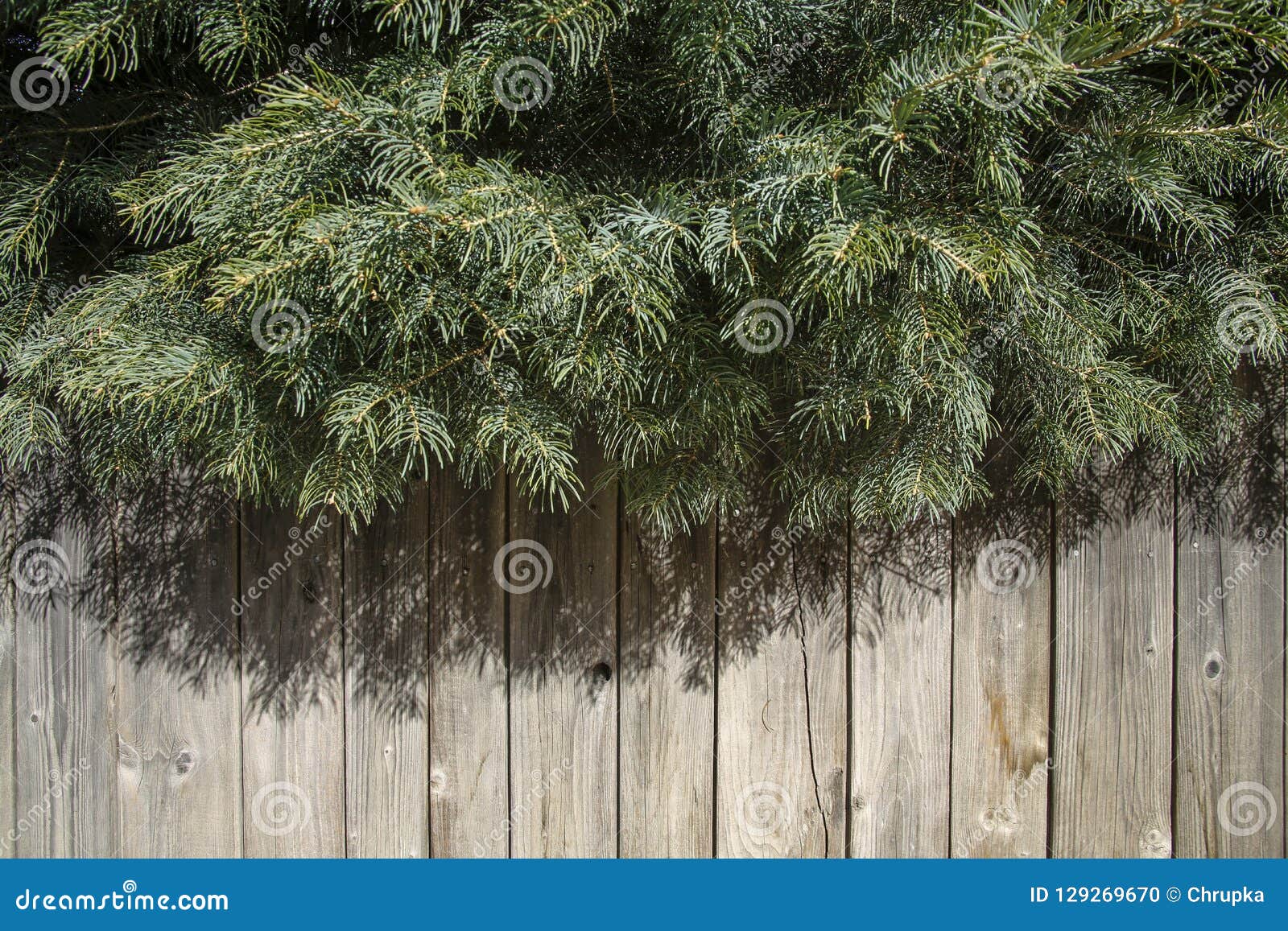 Green Fir Branches and Wooden Wall Stock Photo - Image of interior ...