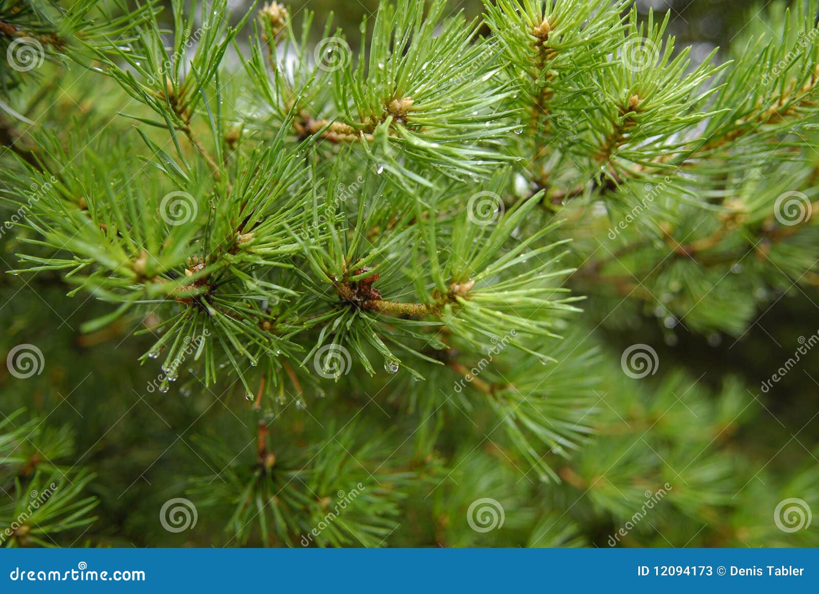 Green fir with drops stock image. Image of macro, outdoors - 12094173