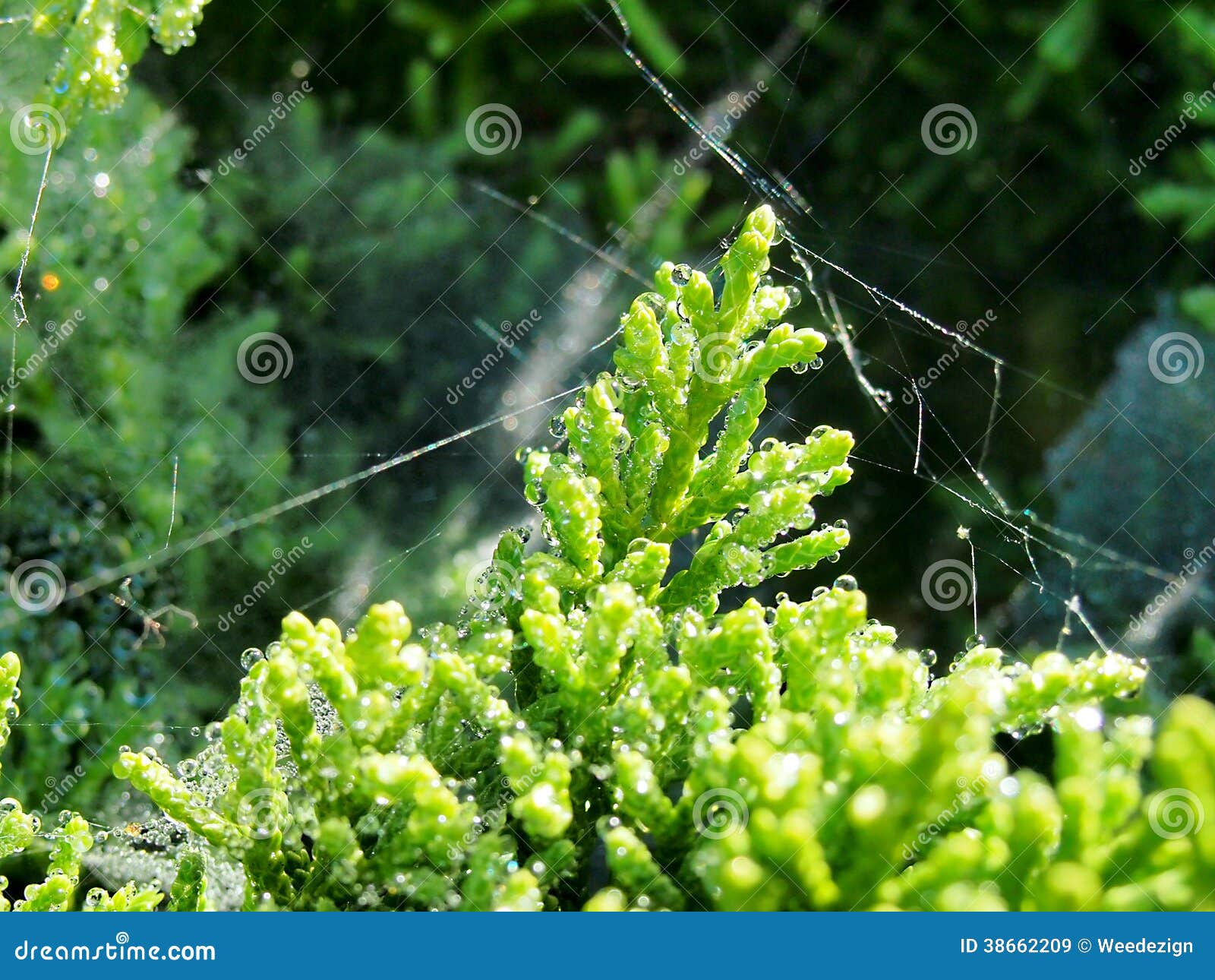 Green Fir with Spider web stock image. Image of branch - 38662209