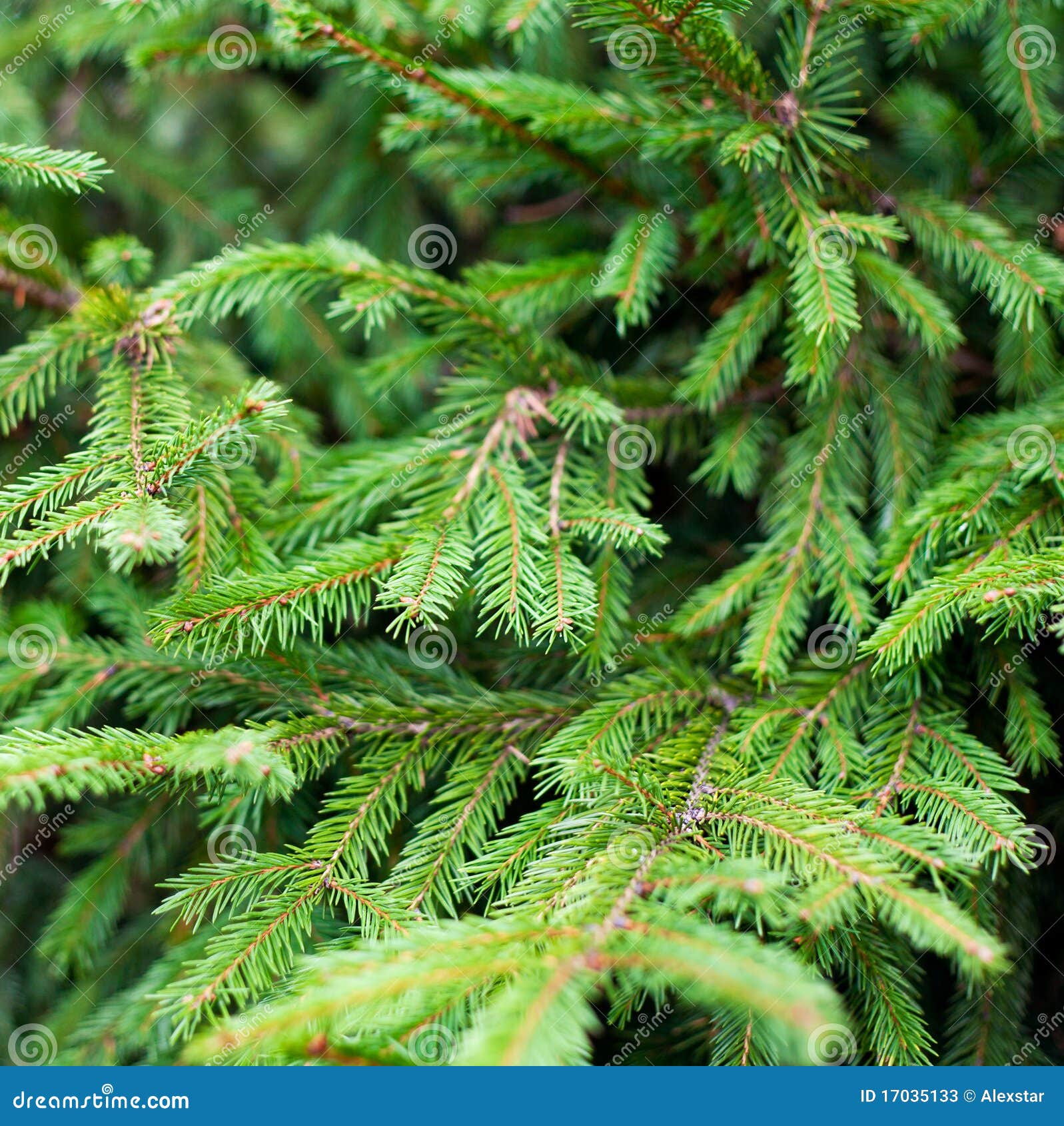 Green Fir tree stock image. Image of background, colour - 17035133