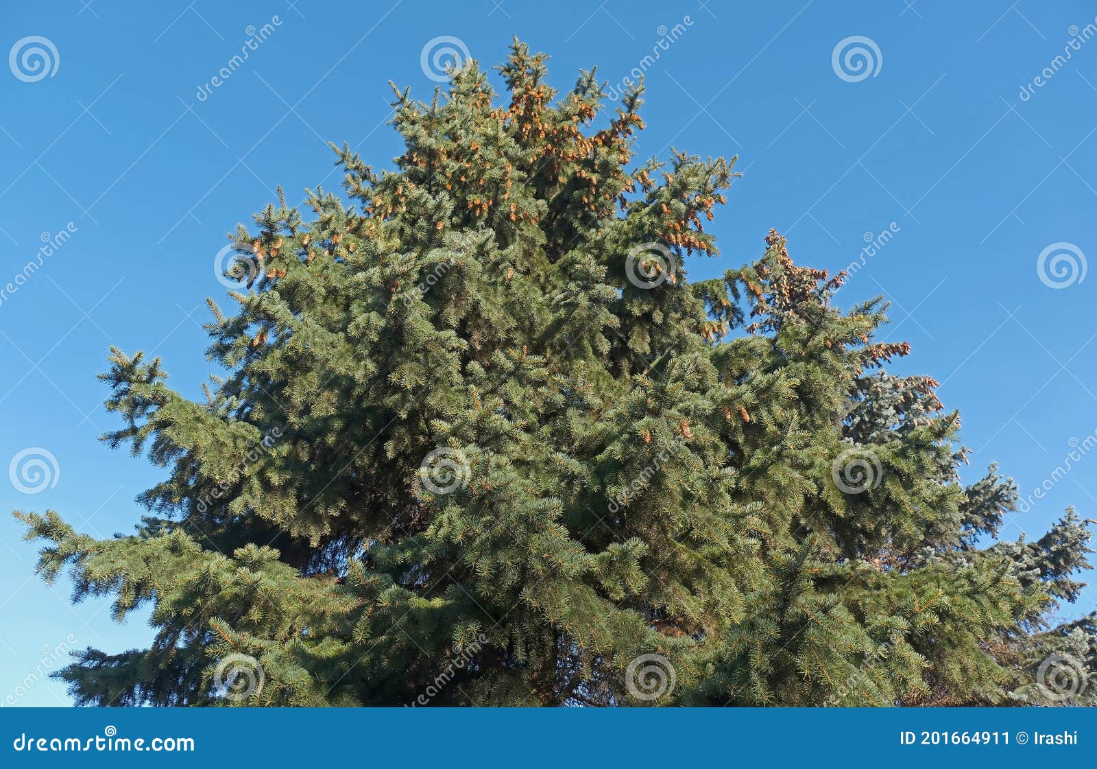 Green fir tree stock image. Image of scene, object, pine - 201664911