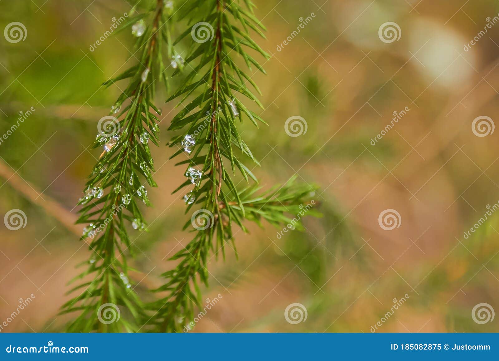Green Fir Tree Branch with Drops of Water in the Forest with Sun Rays ...