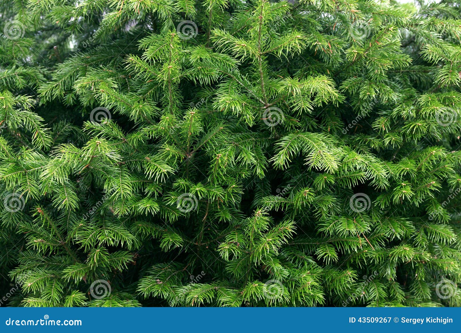 Green Fir Tree Branches Texture Stock Image - Image of christmas, leaf ...