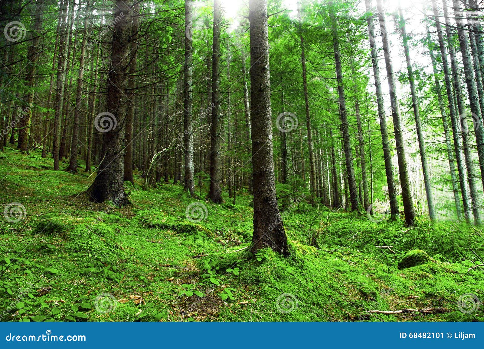 Green fir tree forest stock image. Image of beauty, green - 68482101